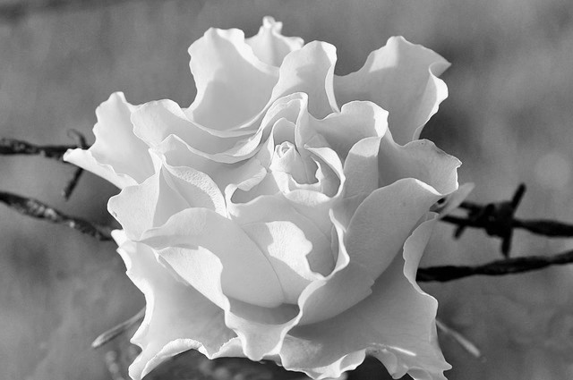 The Kidnapping – A Poem by Maggie Rosen – Poetry Breakfast